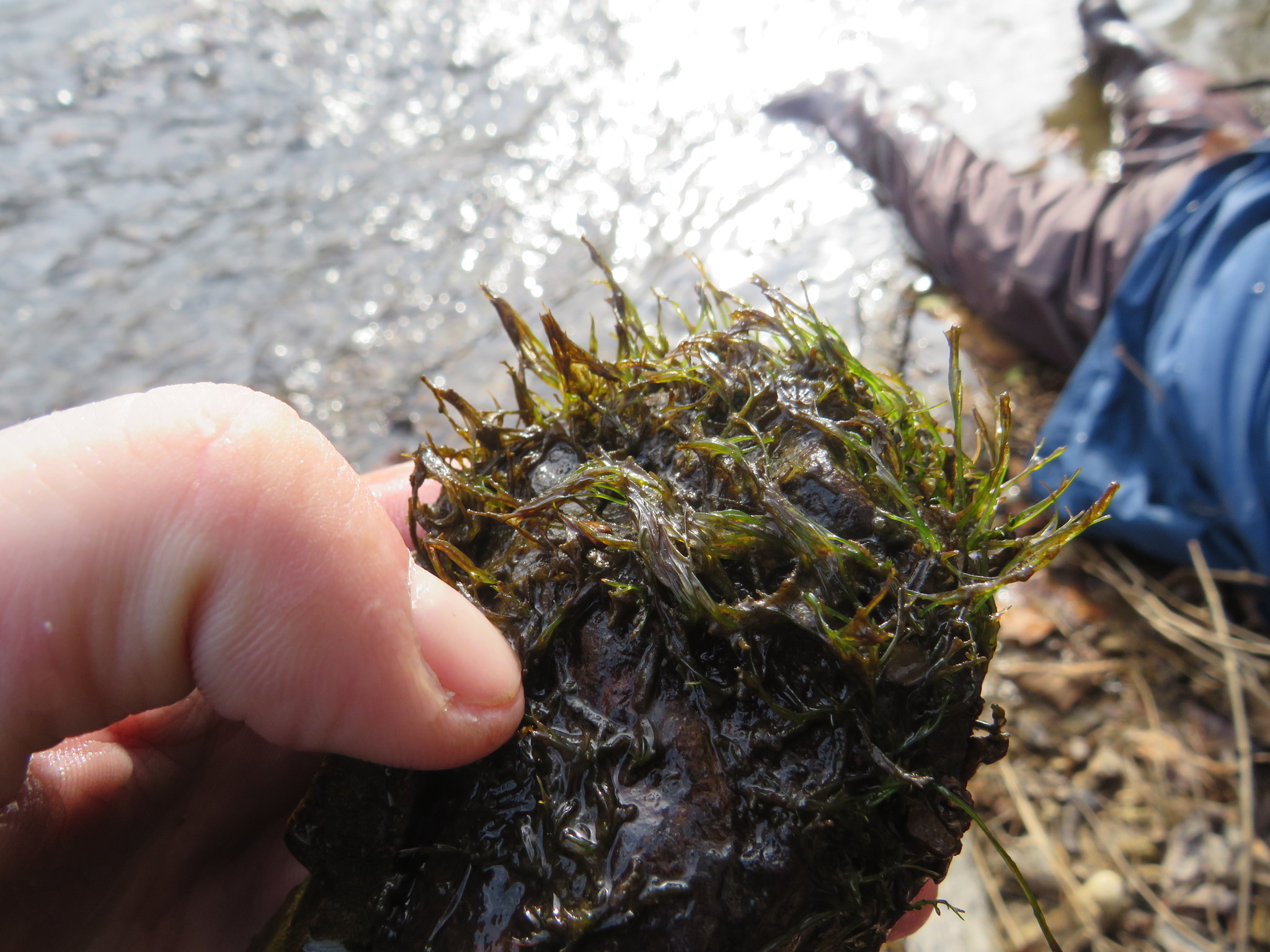 Podostemum ceratophyllum Michx.