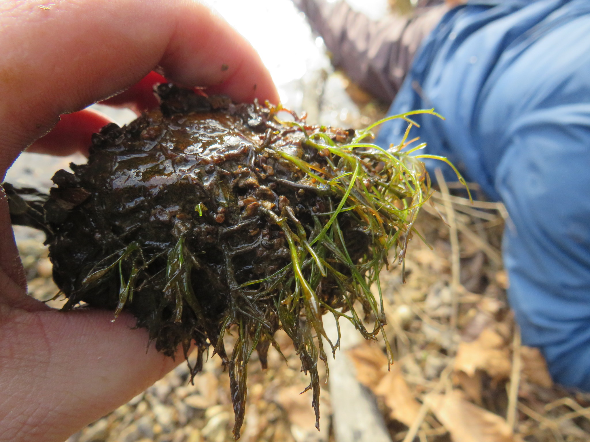 Podostemum ceratophyllum Michx.