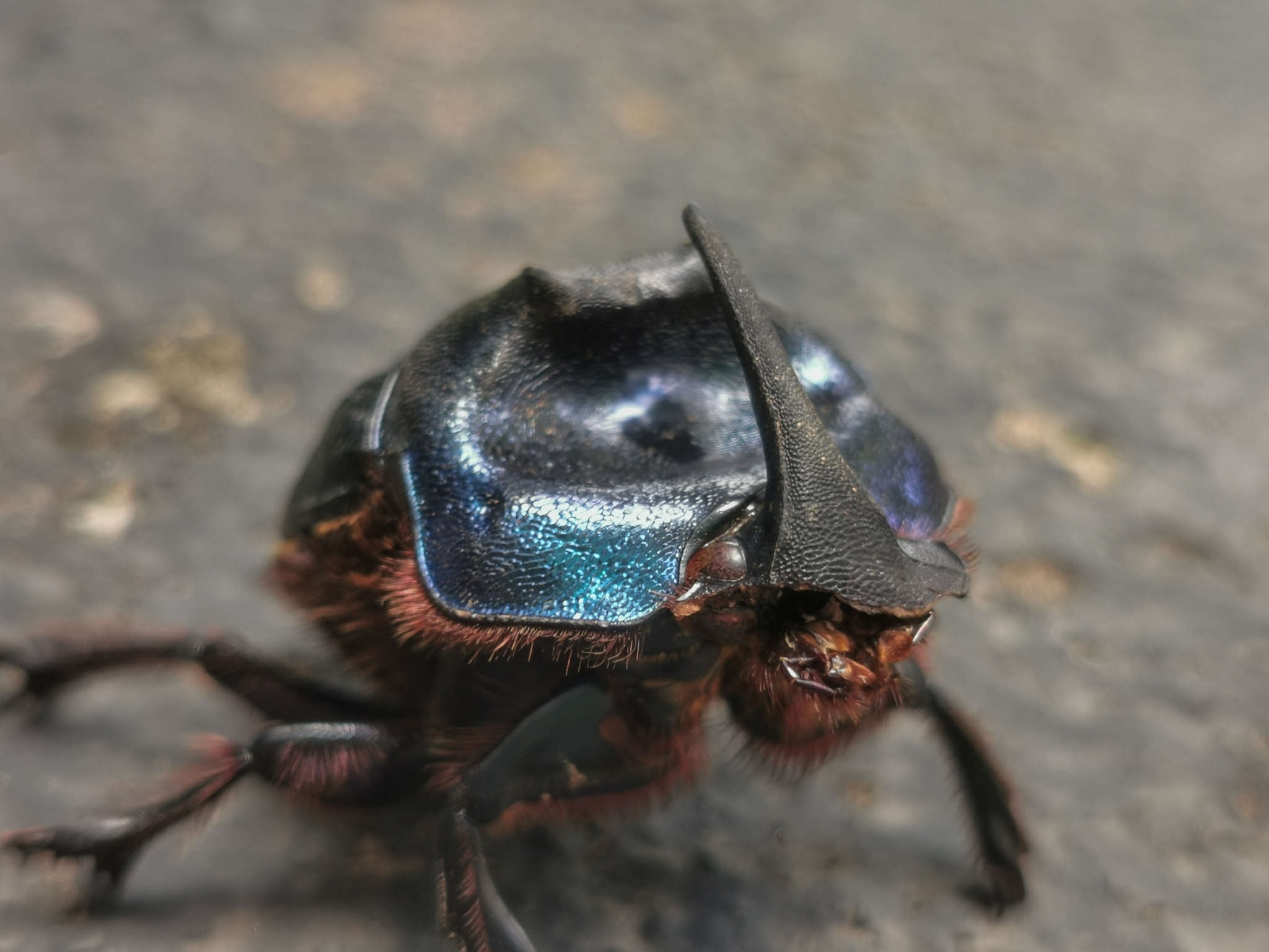 Coprophanaeus Olsoufieff, 1924