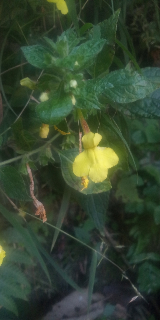 Lindenbergia grandiflora from Dordi, Nepal on December 10, 2021 at 04: ...