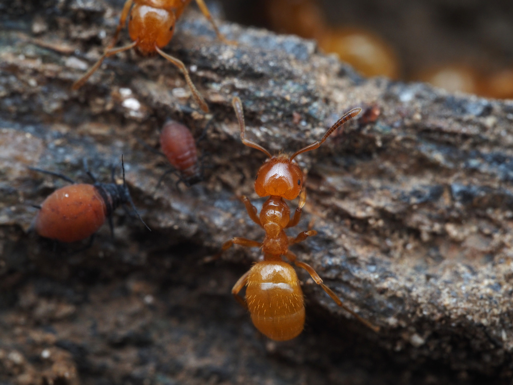 Citronella Ants from Central Park, New York, New York, United States on ...