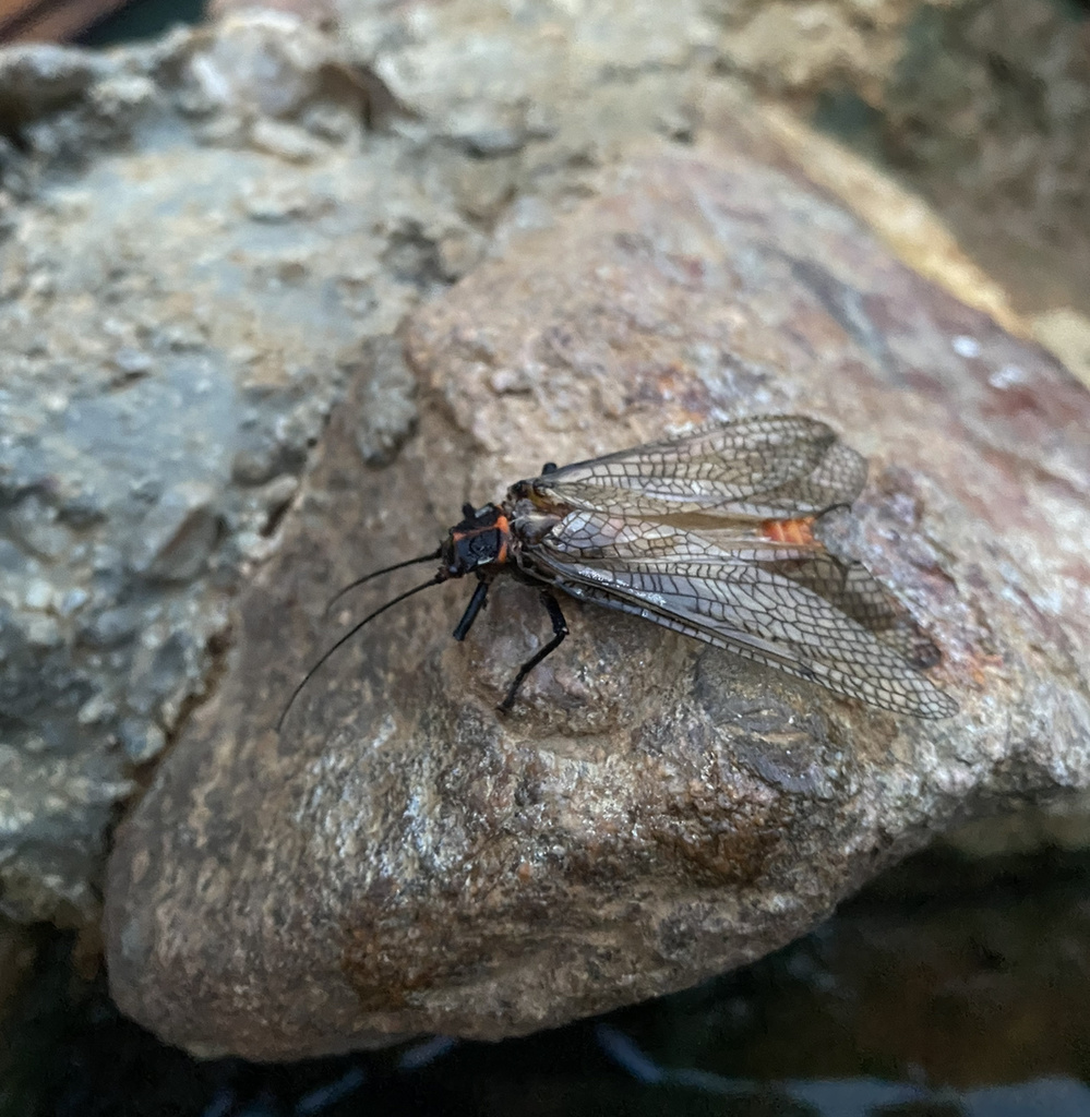 California Giant Stonefly from Main Point Blvd, South Ogden, UT, US on ...