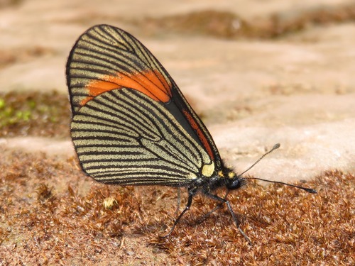 Actinote erinome · iNaturalist