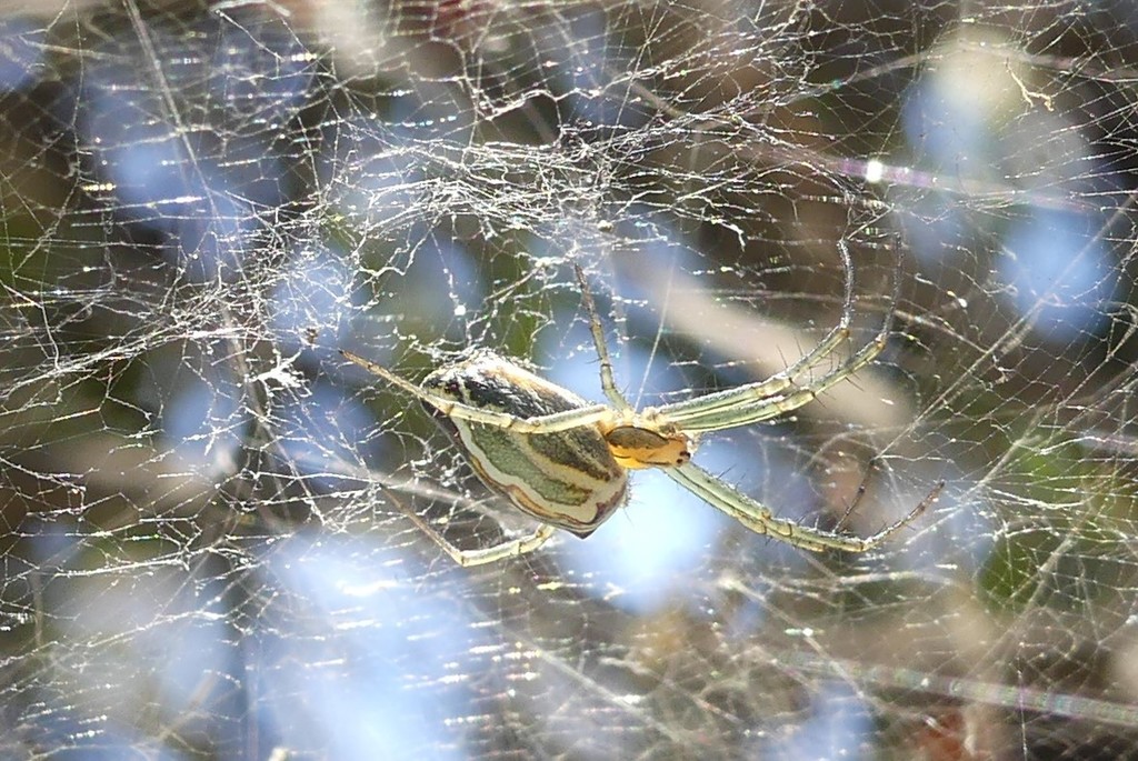 Mecynogea erythromela from Chacabuco, Región Metropolitana, Chile on ...