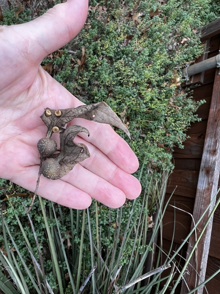Hackberry Petiole Gall Psyllid from Piper Ct, Richardson, TX, US on ...