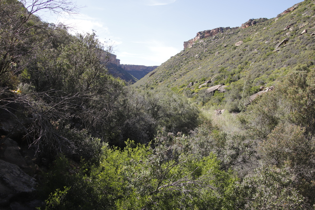 False Olive from Rock Pigeon Trail, day 2, Oorlogskloof River trail ...