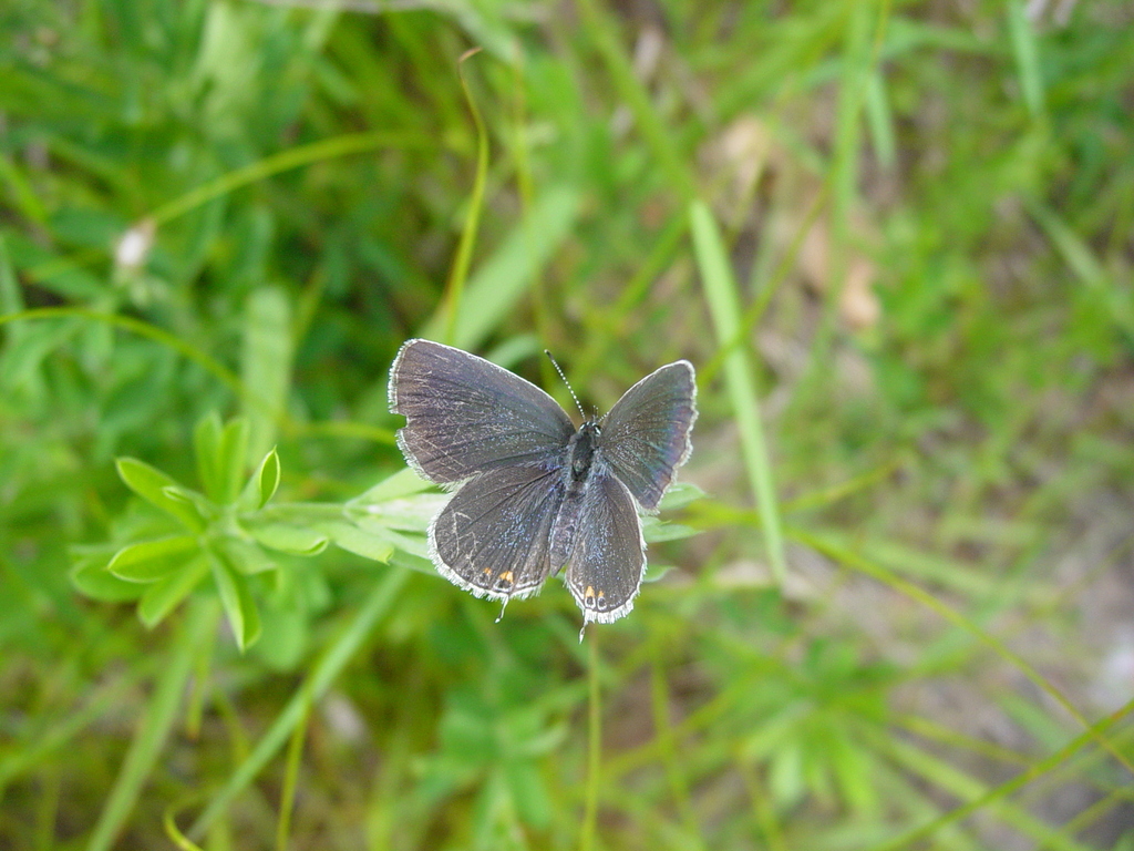 Eastern Tailed-Blue from Dover Forge, Berkeley Township, NJ 08731, USA ...