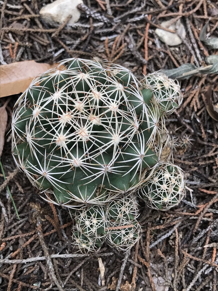 Grooved nipple cactus from East Oak Hill, Austin, TX, US on December 17 ...