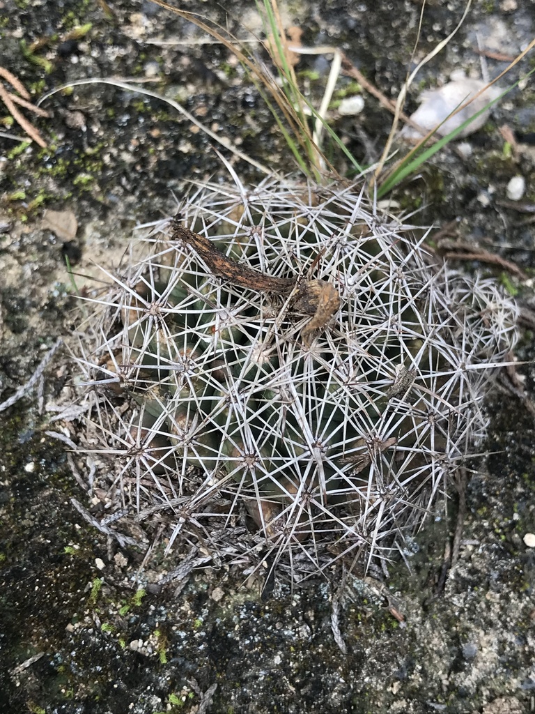 Grooved nipple cactus from East Oak Hill, Austin, TX, US on December 17 ...