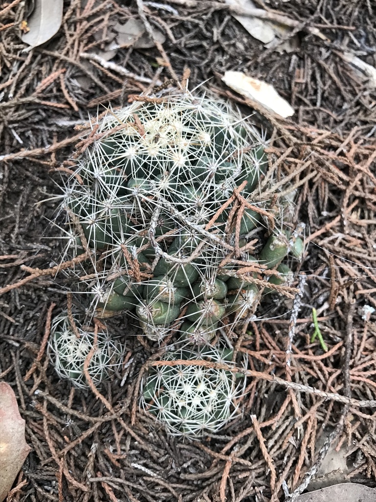 Grooved nipple cactus from East Oak Hill, Austin, TX, US on December 17 ...