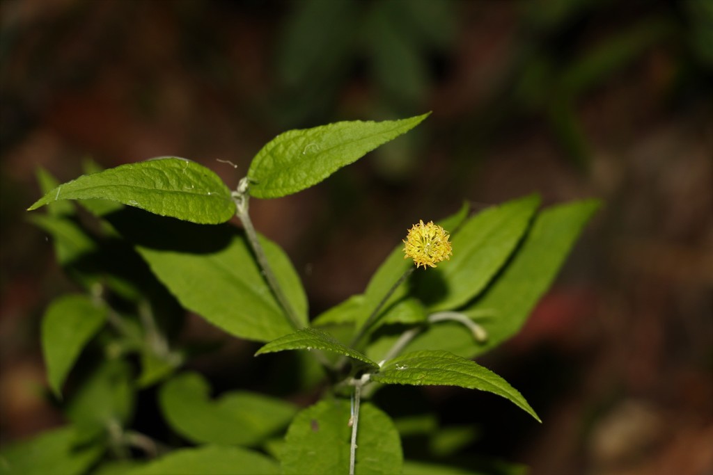 Acomis acoma from Enoggera Reservoir QLD 4520, Australia on December 17 ...