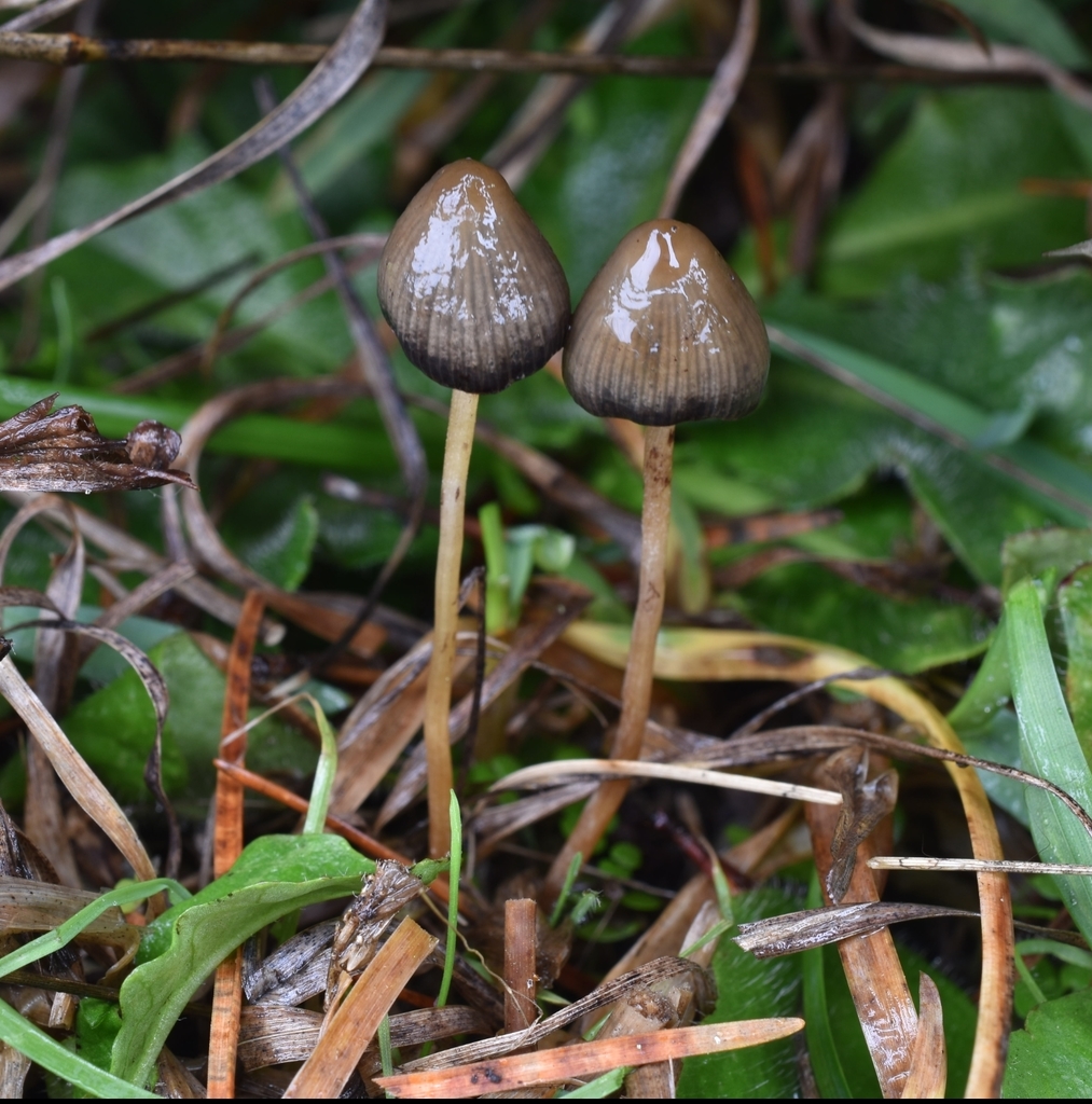 Liberty Cap in November 2021 by James Conway · iNaturalist