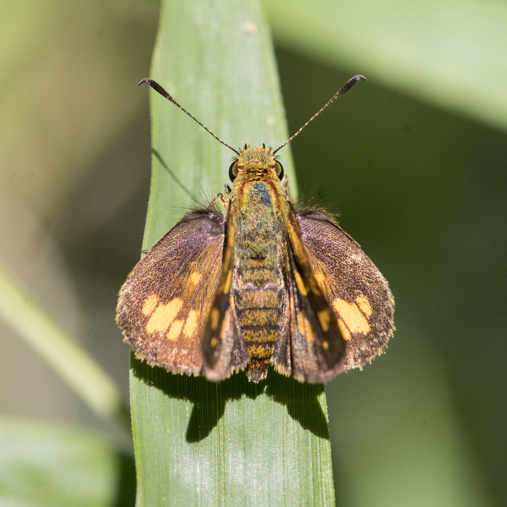 Vinius letis from Cerrito, Santa Maria - RS, Brasil on December 17 ...