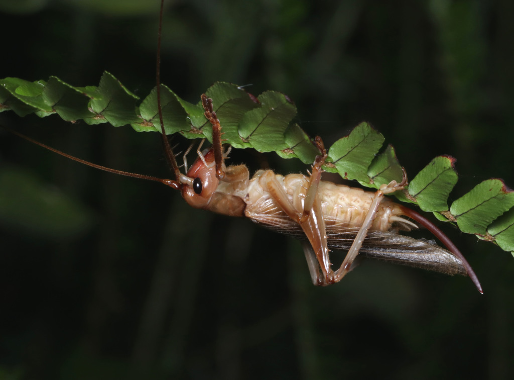 Pterapotrechus in October 2021 by juliegraham173 · iNaturalist