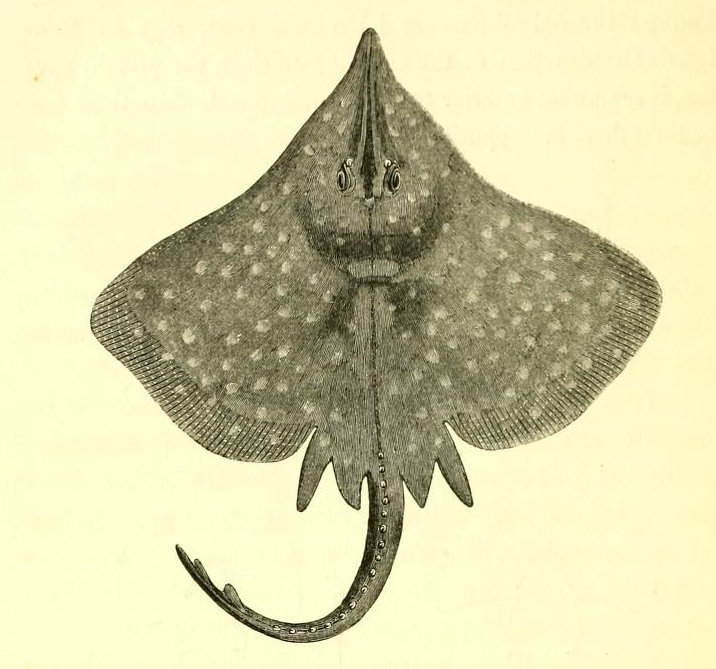 Flapper skate (Dipturus intermedius) - Marine Life Identification
