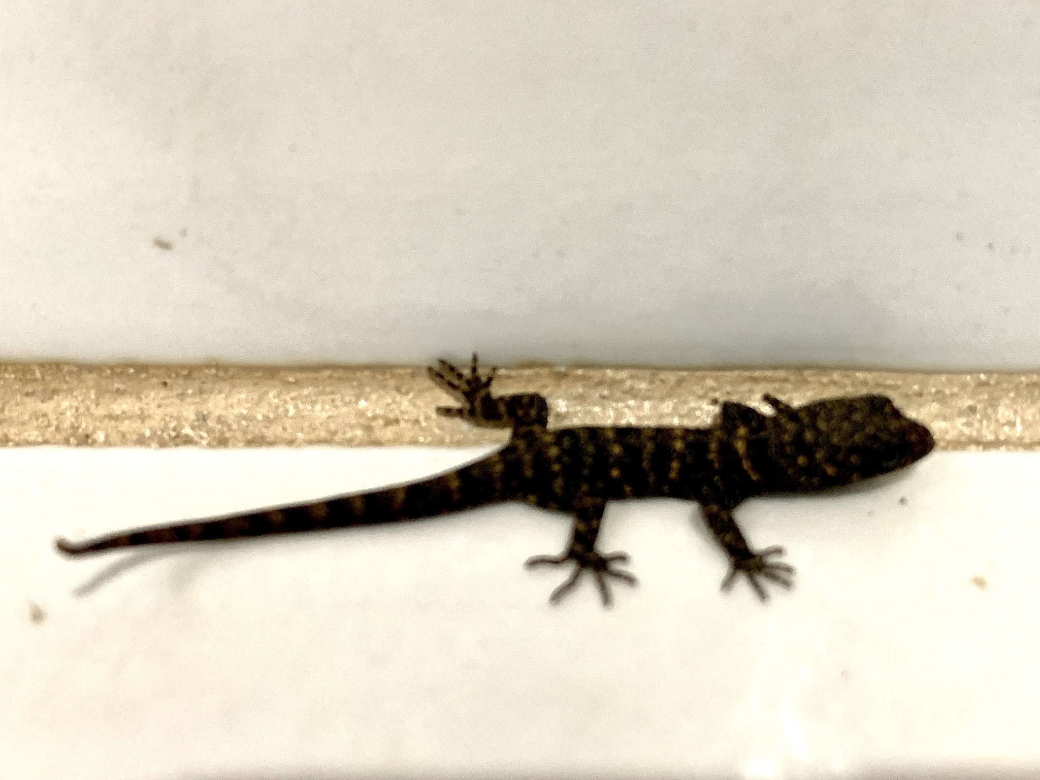 Lepidophyma reticulatum Taylor, 1955