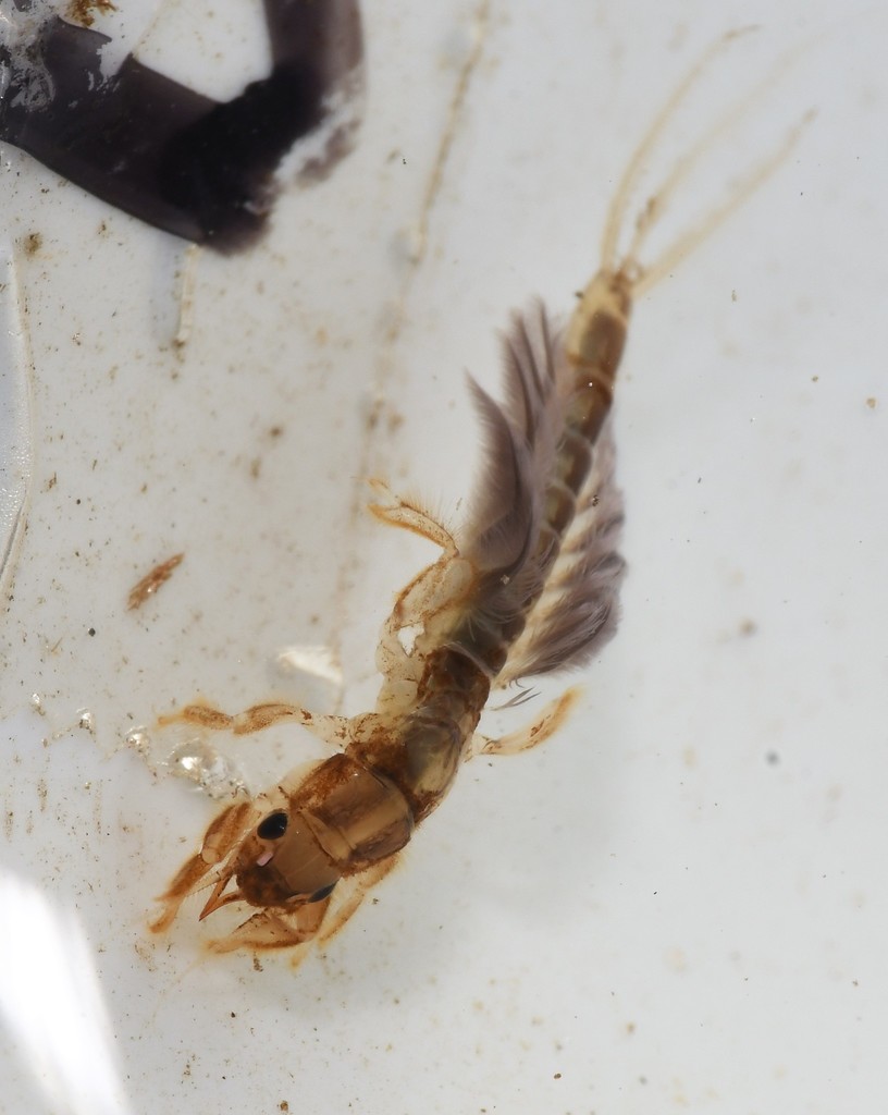 Giant Mayflies from Okaloosa County, FL, USA on December 13, 2021 at 01 ...