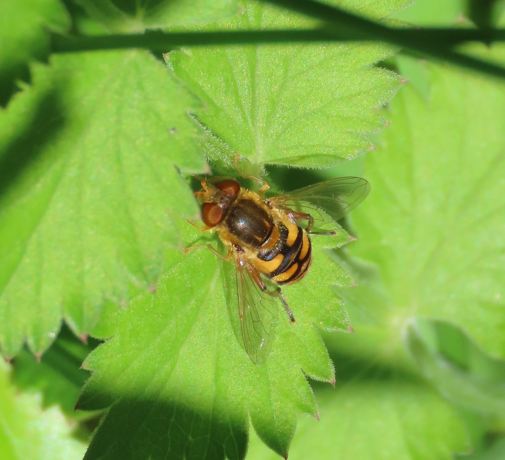 Unadorned Bog Fly from Maple Grove, MN, USA on May 28, 2021 at 02:58 PM ...