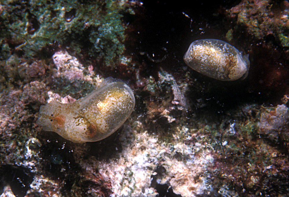 Diniatys dentifer (A.Adams, 1850)