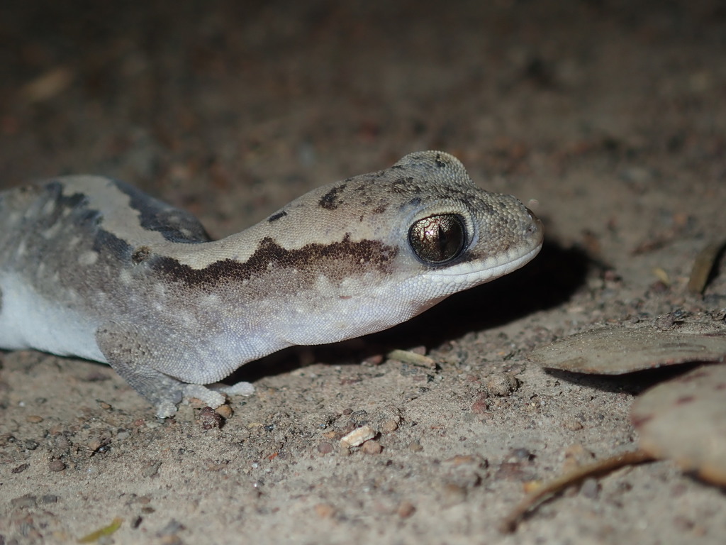 Eastern Stone Gecko from Parramatta - South, New South Wales, Australia ...