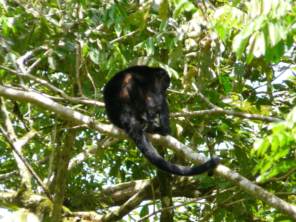 Mantled Howler Monkey in February 2008 by cheetah79_2 · iNaturalist