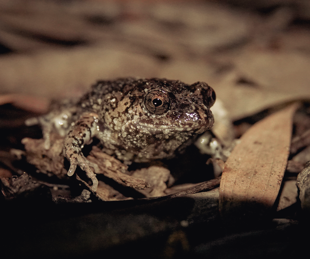 Mahony's Toadlet from Central Coast NSW, Australia on November 30, 2021 ...