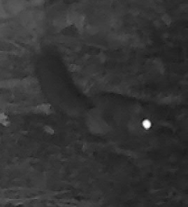 New World Flying Squirrels from Pierce, Washington, United States on ...