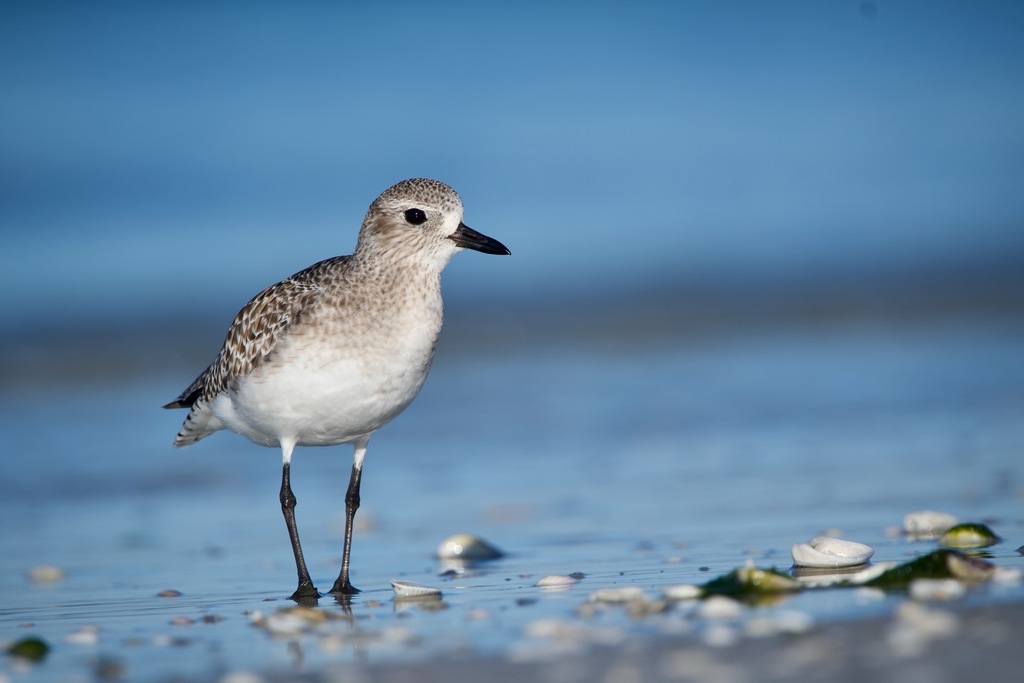 Black-bellied Plover (Seney National Wildlife Refuge) · iNaturalist