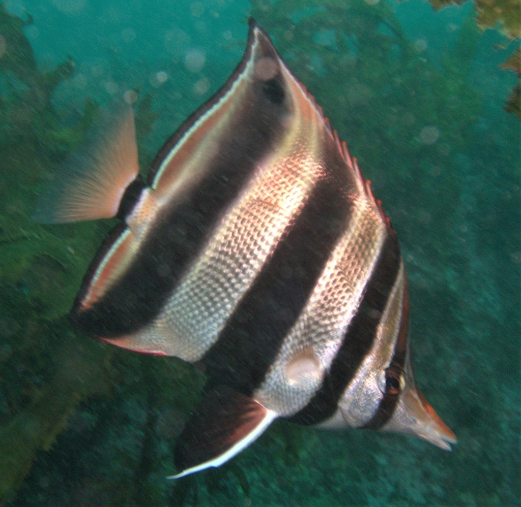 Eastern Talma from Northern Beaches Council, NSW, Australia on December ...