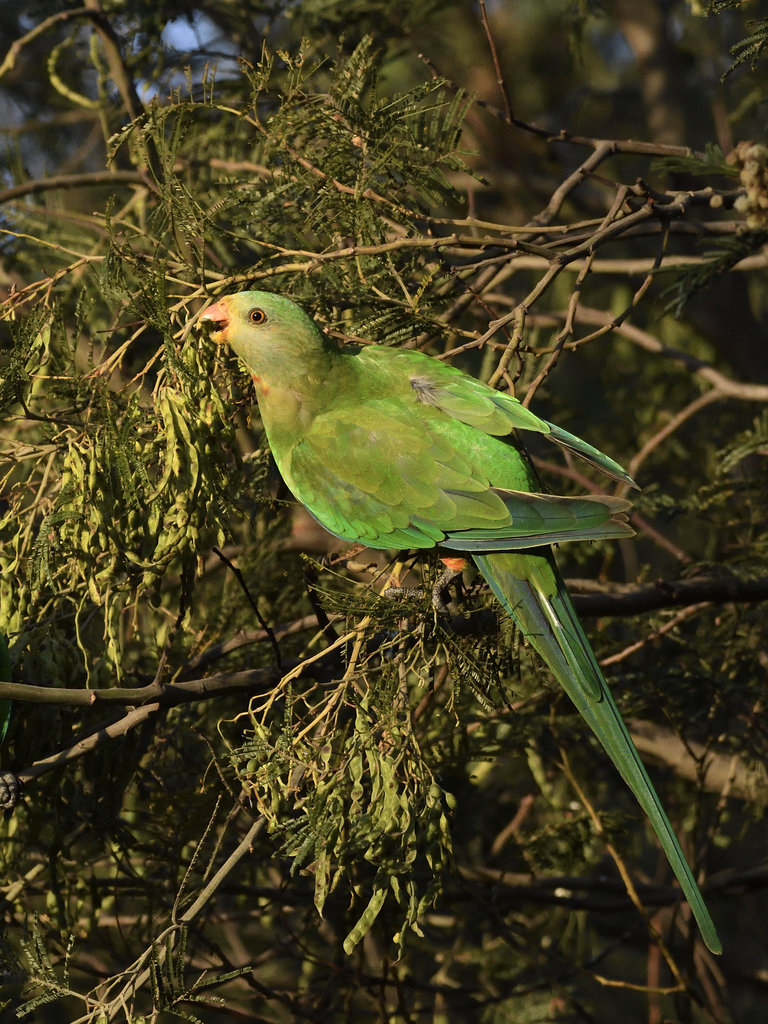 Superb Parrot from Gungahlin, ACT, Australia on December 17, 2021 at 07 ...