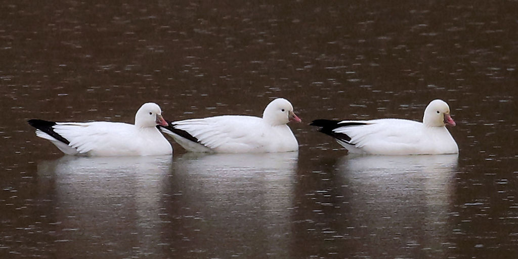 Ross's Goose from Colonial Heights, TN 37663, USA on December 10, 2021 ...