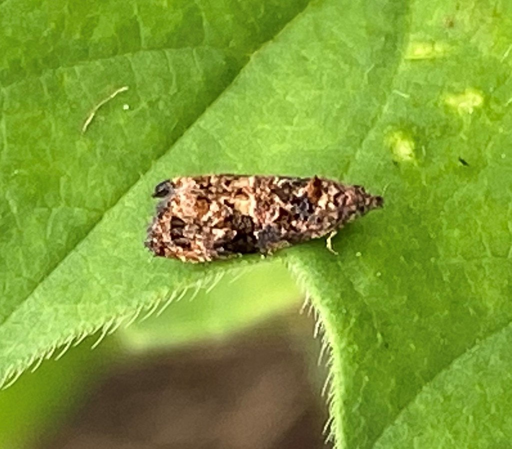 Verbena Bud Moth from Marthaler Lane at Pond Creek, Colbert County, AL ...