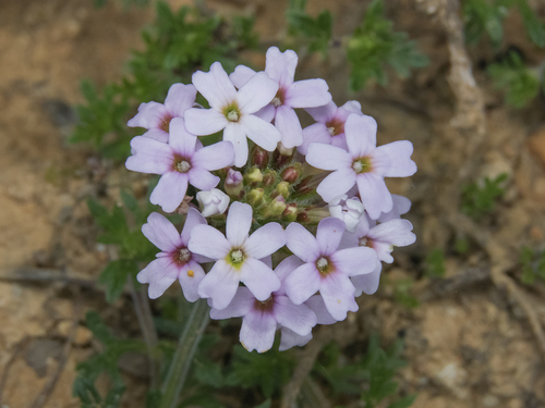 Glandularia berteroi · iNaturalist United Kingdom