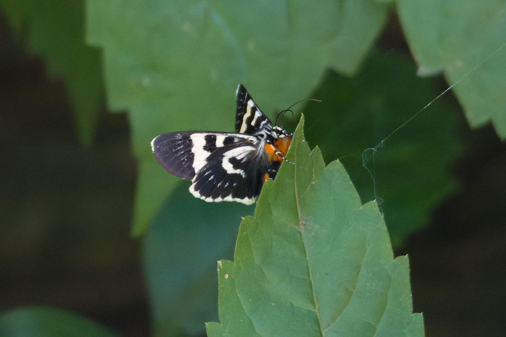 Australian Grapevine Moth from Pascoe Vale VIC, Australia on December ...