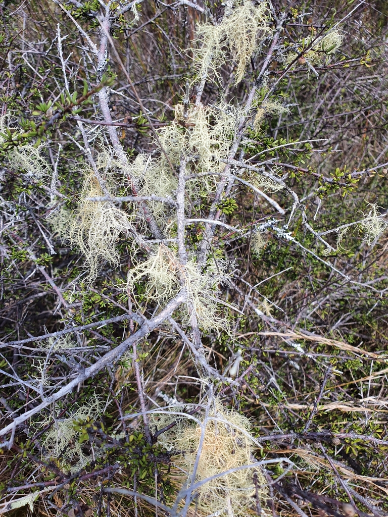 beard lichens from Far North, NZ-NO, NZ on December 18, 2021 at 03:19 ...