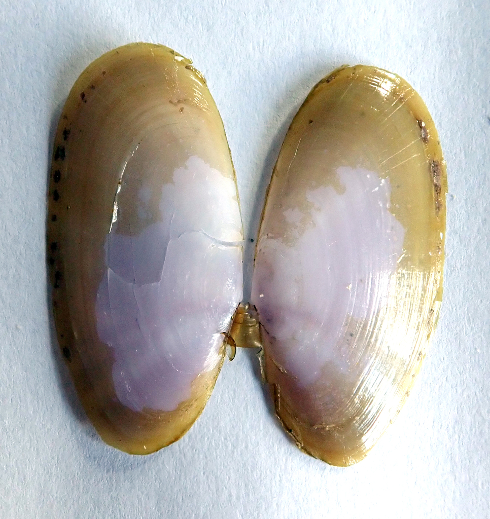 Shining Sunset Shell from Tawhitokino Regional Park, Tawhitokino Beach ...