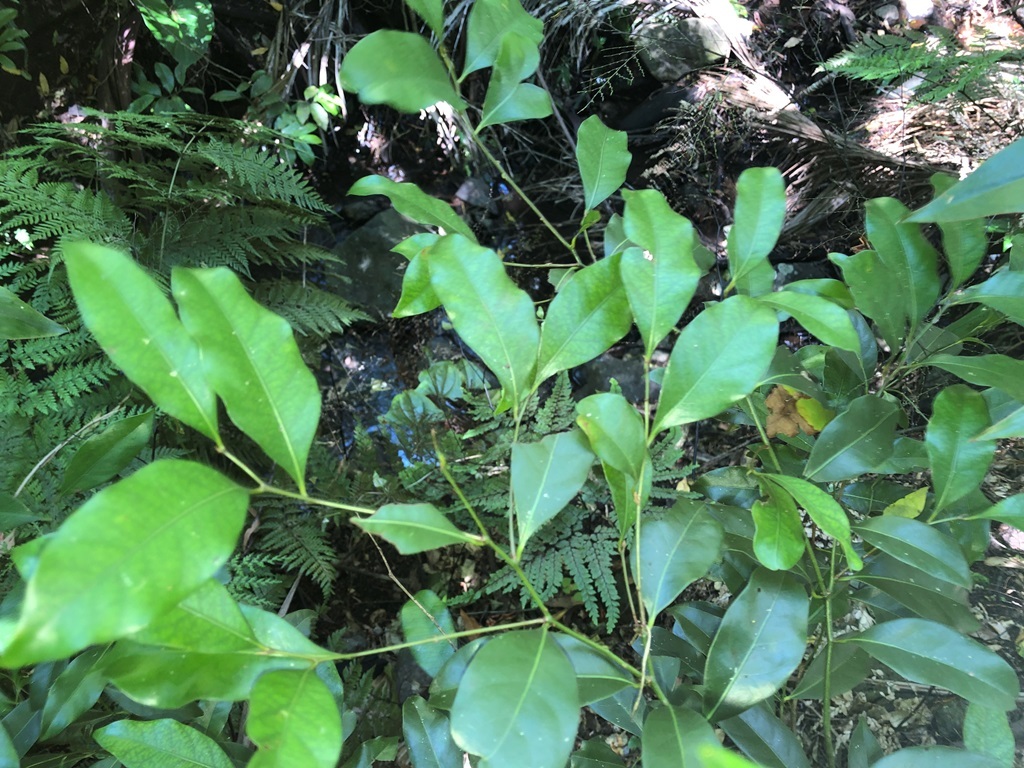 Cryptocarya bidwillii Meisn.