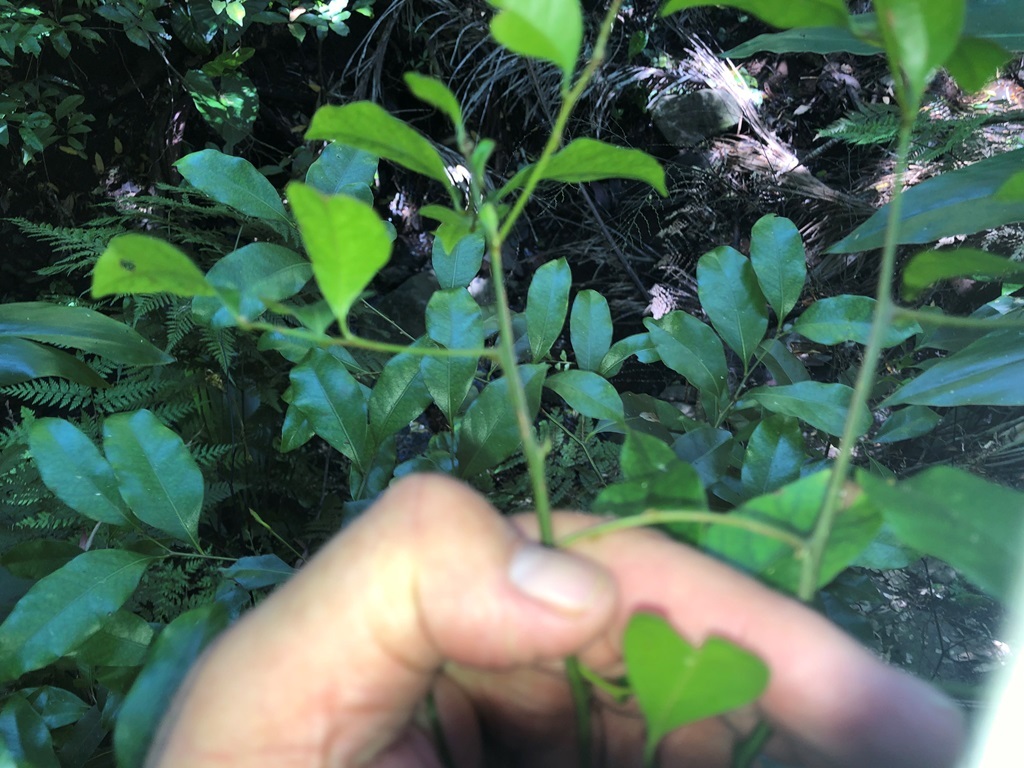 Cryptocarya bidwillii Meisn.
