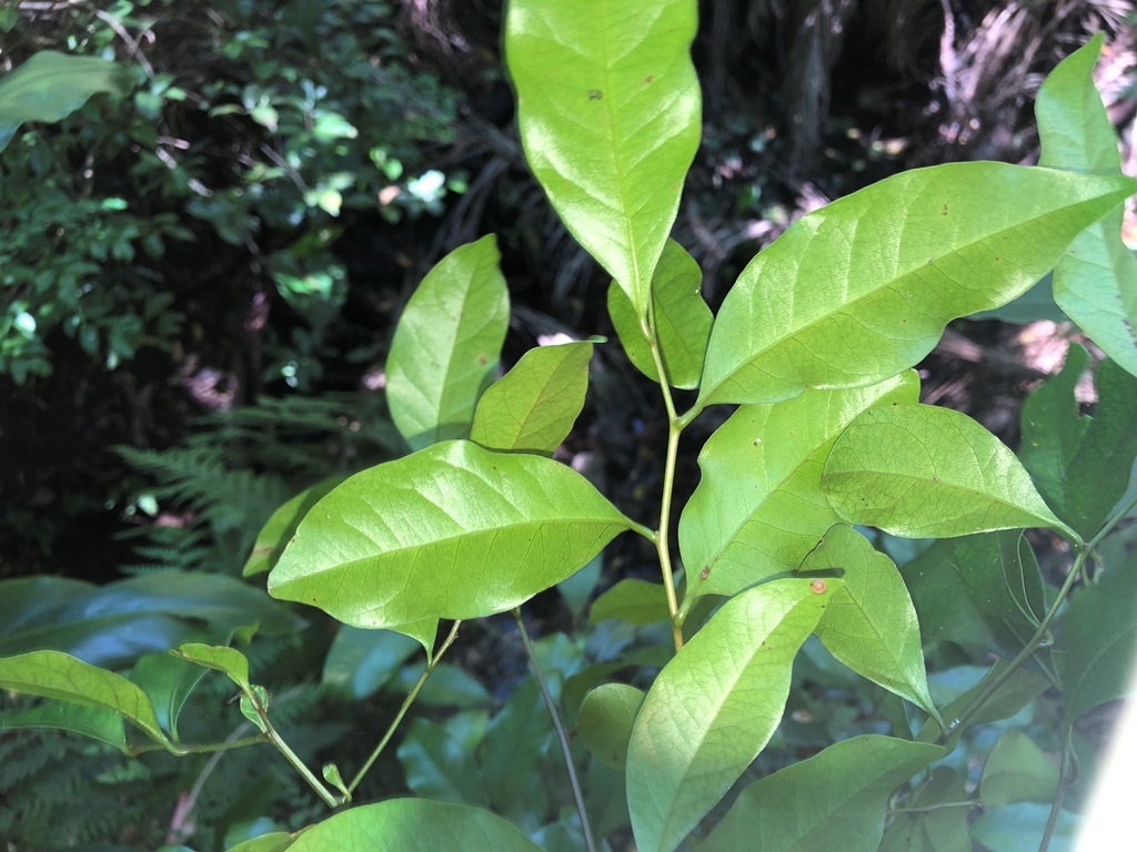 Cryptocarya bidwillii Meisn.