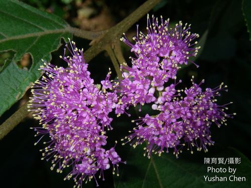 Variety Callicarpa formosana formosana · iNaturalist United Kingdom