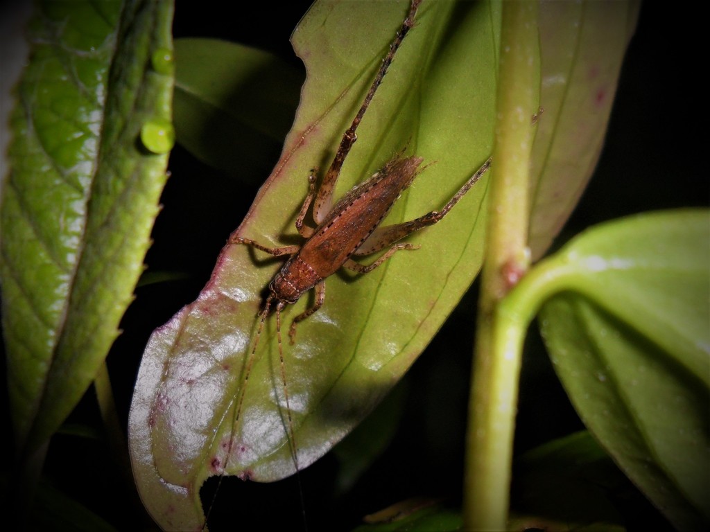 True Crickets in November 2021 by Juan Carlos Mejia · iNaturalist