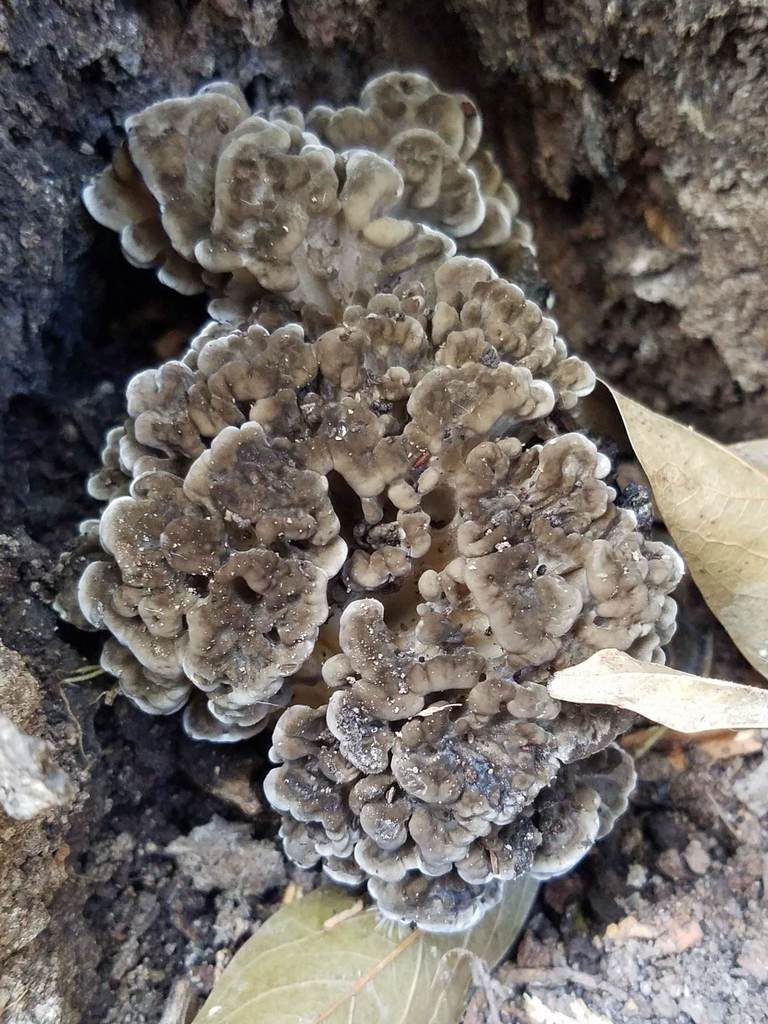 hen of the woods from Webster Groves, MO, USA on October 22, 2019 at 02 ...