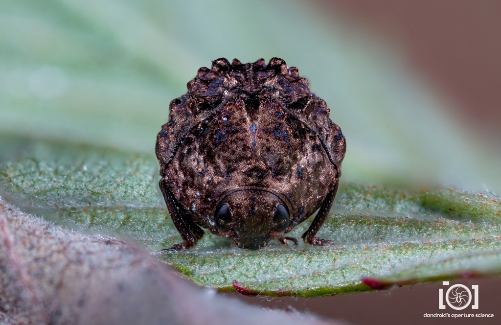 Warty Leaf Beetles from Thomas Creek Wildlife Management Area on ...