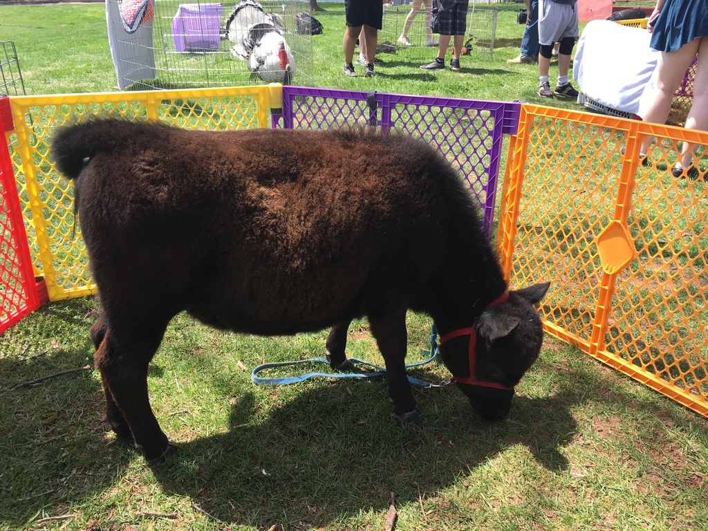 Bison × Cattle Hybrid (Bison bison × Bos taurus) - Know Your Mammals
