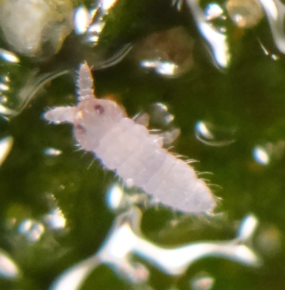 Hypogastrurid Springtails from Westdene, Benoni, 1501, South Africa on ...