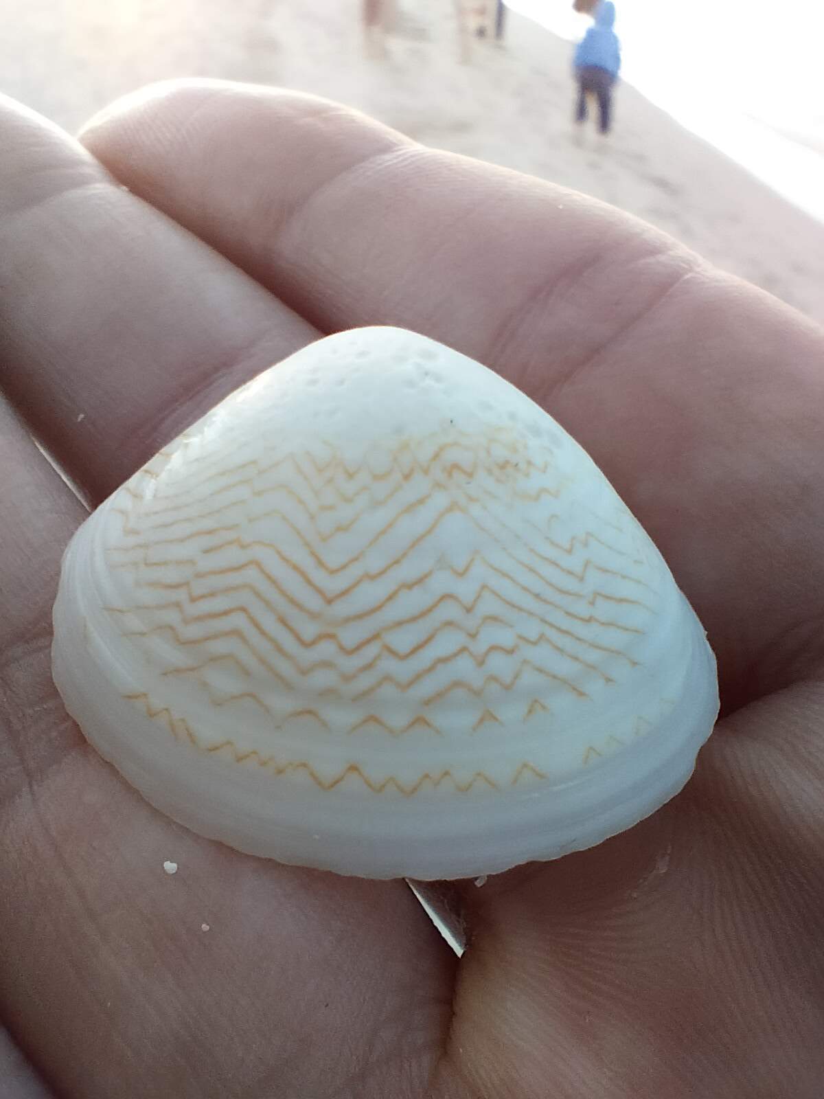 Gomphina undulosa (Lamarck, 1818)