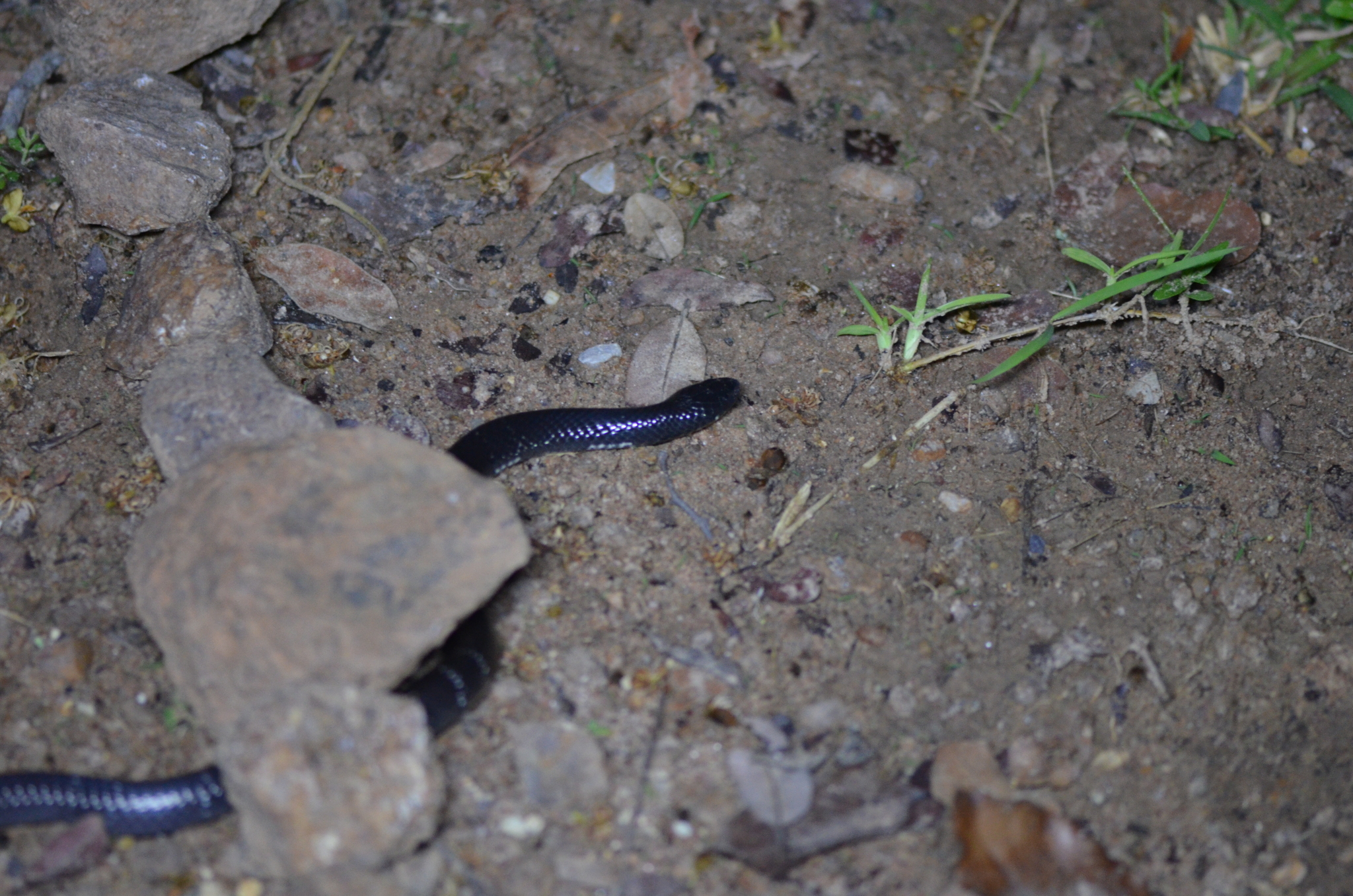 Elapsoidea Bocage, 1866