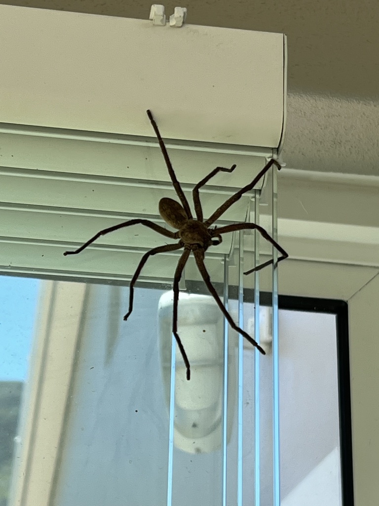 Common Rain Spider from Cross Street, Hermanus, WC, ZA on December 18 ...