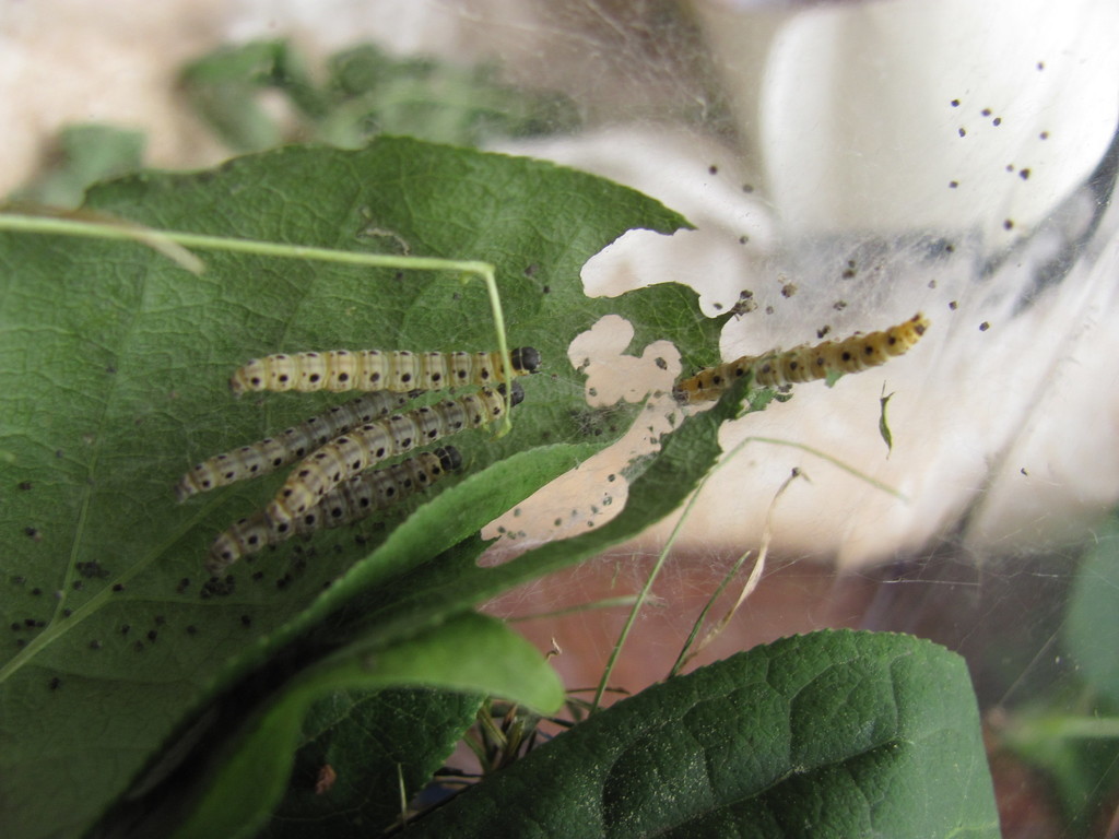 Spindle Ermine Moth from Юго-Западный административный округ, Москва ...