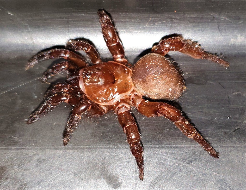 red trapdoor spider from Senuko Airport, Zimbabwe on December 16, 2021 ...